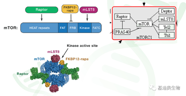 与一款抗衰老神药相关的通路—mTOR信号通路（上） - 知乎