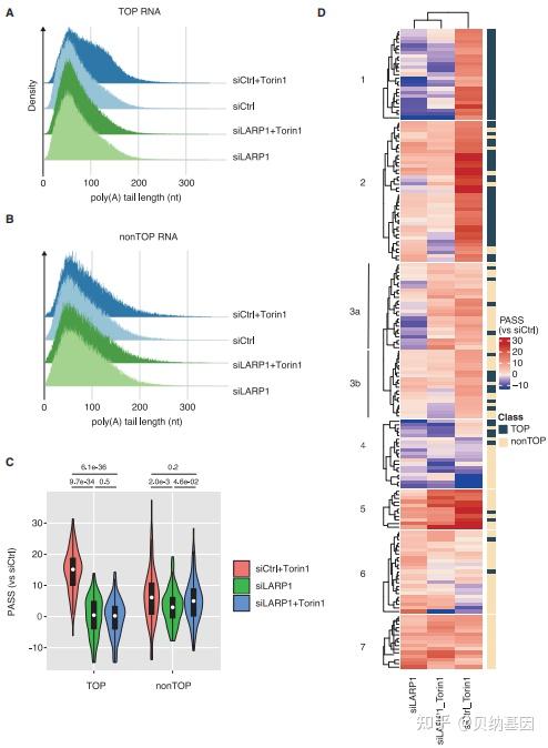 Poly(A)尾研究文献解读｜TOP mRNA poly(A)尾长和核糖体装载的mTOR和LARP1依赖性调节 - 知乎
