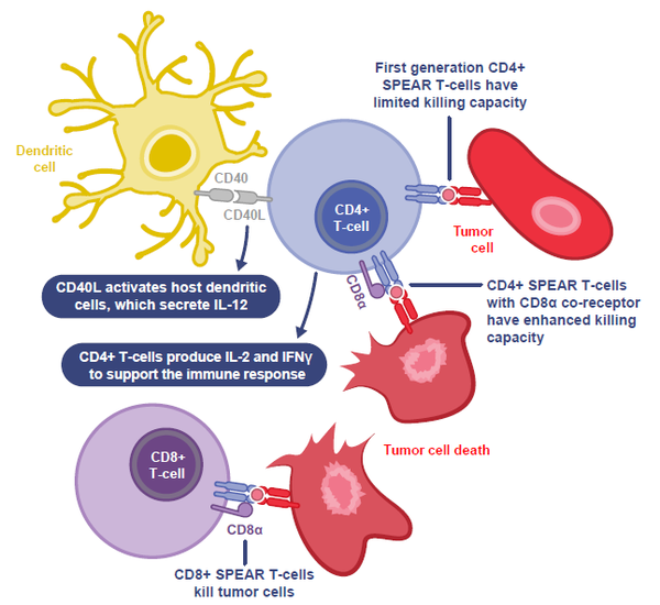 SPEAR T细胞 | afami-cel 为实体瘤患者带来希望 - 知乎