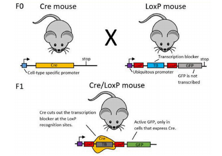 快看，这只小鼠会发光~ - 知乎