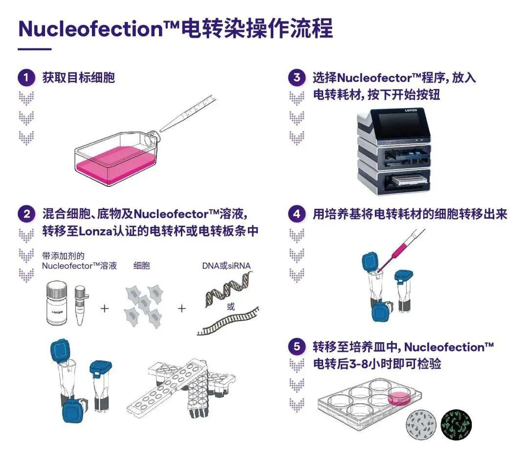 Lonza 4D-Nucleofector™转染技术专家.助您实现高效稳定转染效果！ - 知乎