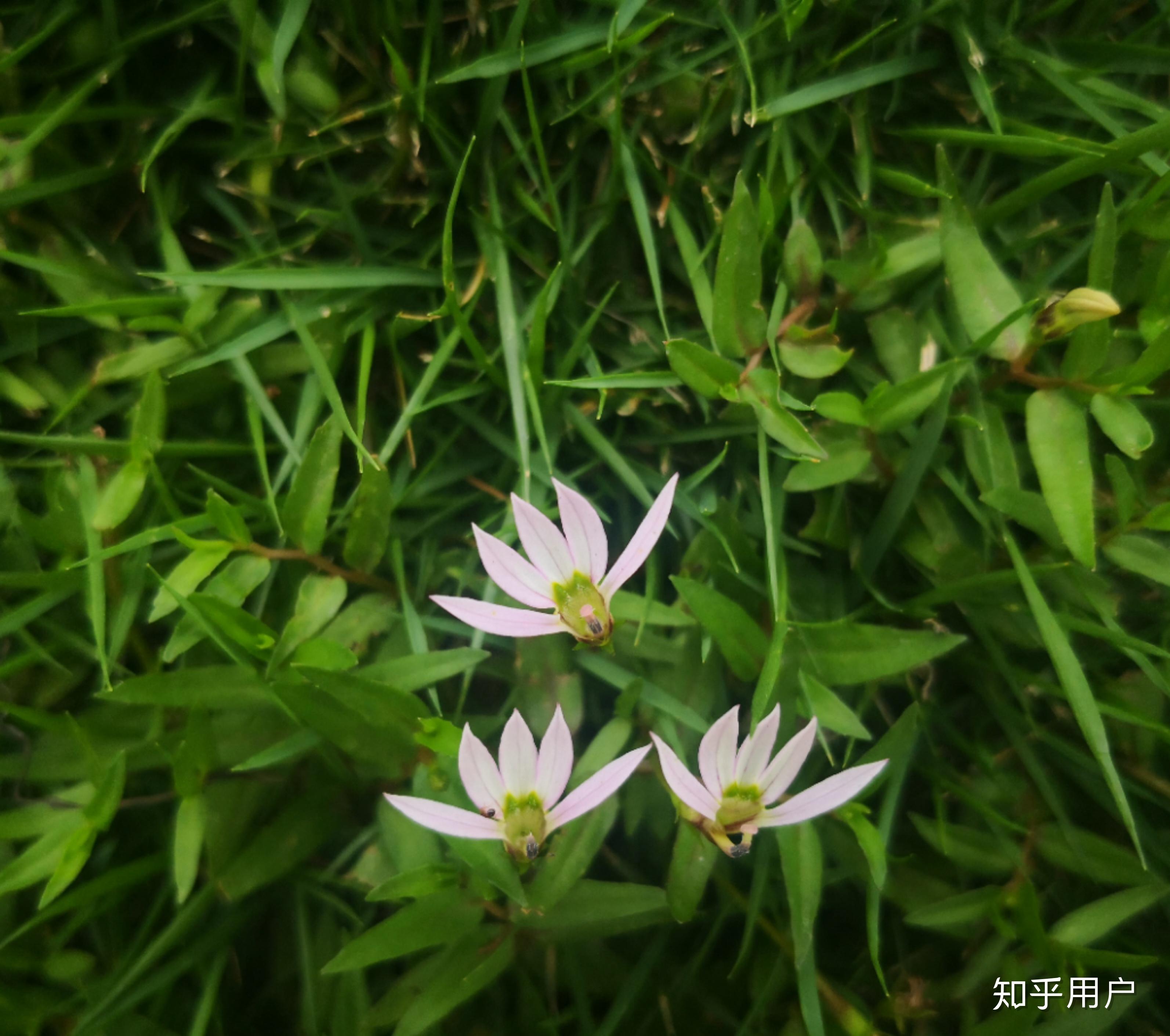 你知道哪些名字很好听，但其实很普通的植物？ - 知乎