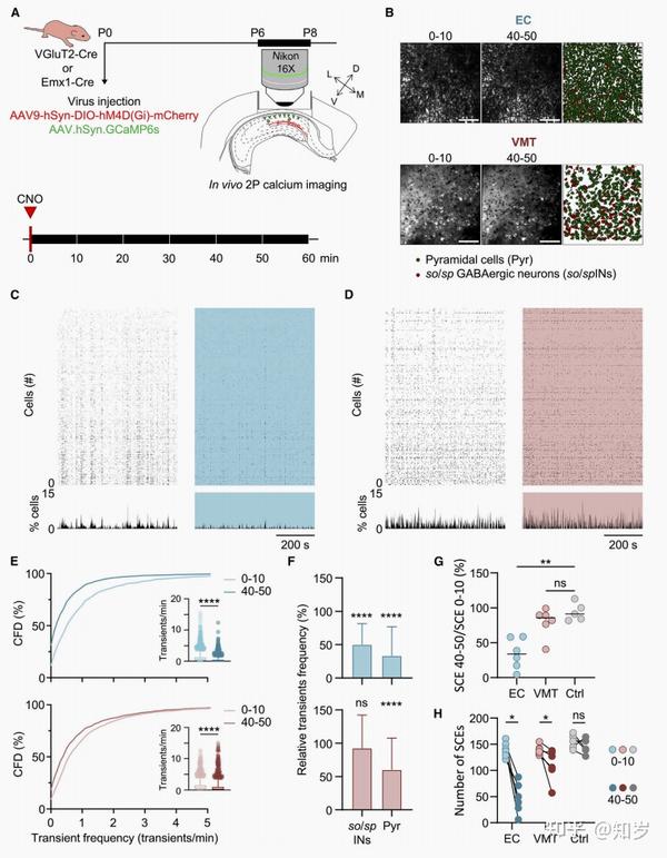 Neuron|出生后早期海马CA1回路的外部控制 - 知乎