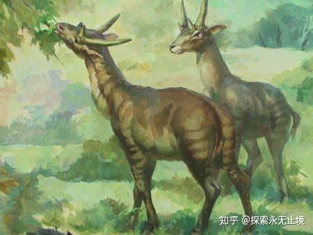 麒麟的生物原型可能是什么？ - 知乎