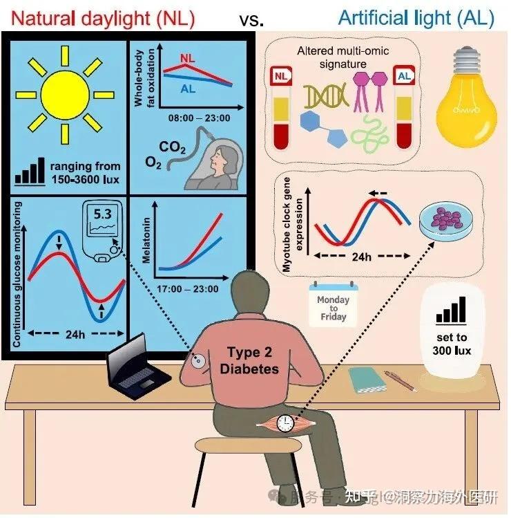 Cell | 新研究发现：办公时间接触自然日光可显著改善2型糖尿病患者血糖控制和代谢健康 - 知乎