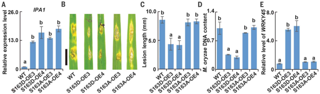 转录因子IPA1，次次都能发顶刊是怎么做到的？ - 知乎