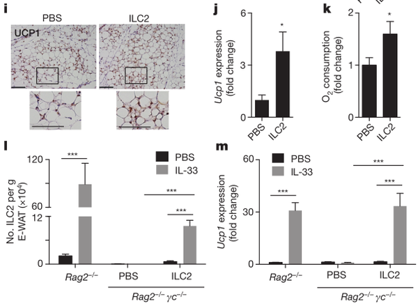 ILC2与脂肪代谢（二） - 知乎
