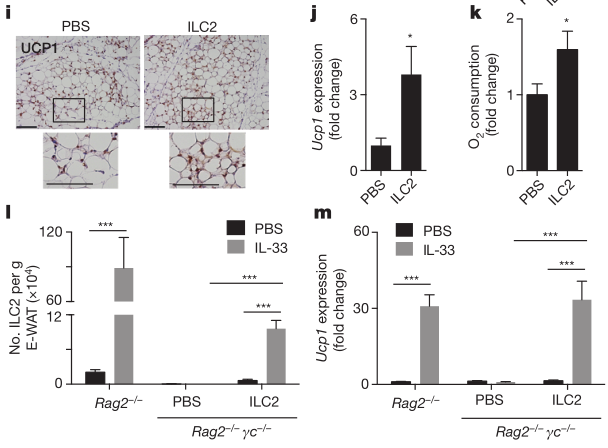 ILC2与脂肪代谢（二） - 知乎
