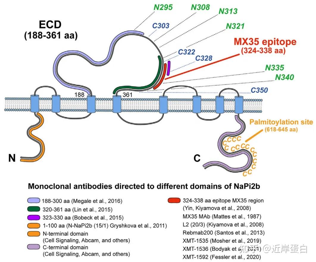 八次跨膜蛋白NaPi2b—肺癌与卵巢癌治疗的种子选手？ - 知乎