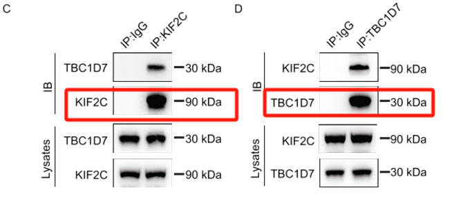 CoIP实验流程方法及质控，免疫共沉淀 - 知乎
