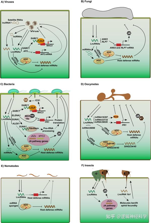 PLOS Pathog︱北京大学李毅与中国科学院动物研究所张晓明团队综述长链非编码RNA在植物抗性免疫反应过程中的功能 - 知乎