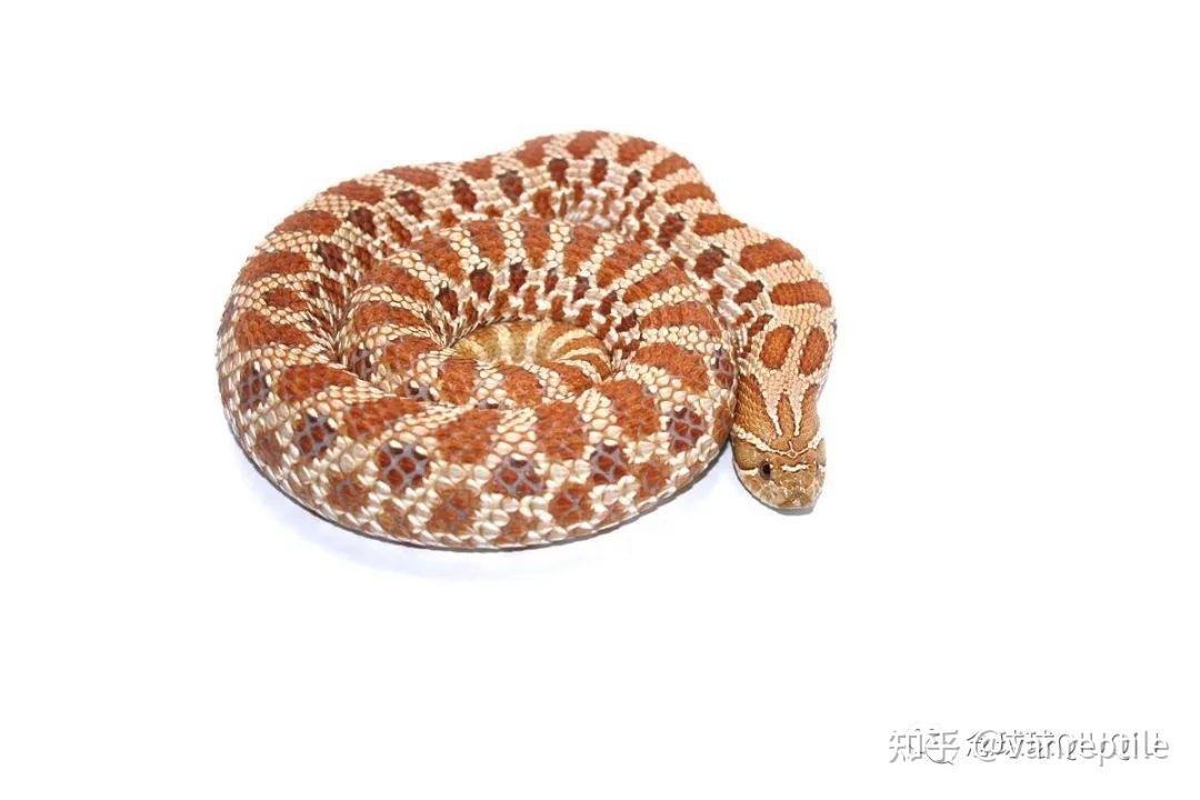 西部猪鼻蛇基因图鉴2023版 - 知乎