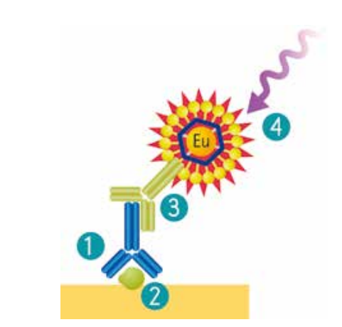 如何利用ScanLater免疫蛋白印迹技术 对未知蛋白进行定性分析和定量检 - 知乎