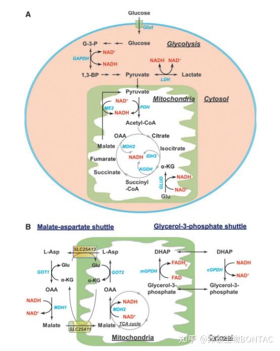 重磅发现：NAD(H)和NADP(H)是好兄弟？揭秘氧化还原家族的关系 - 知乎