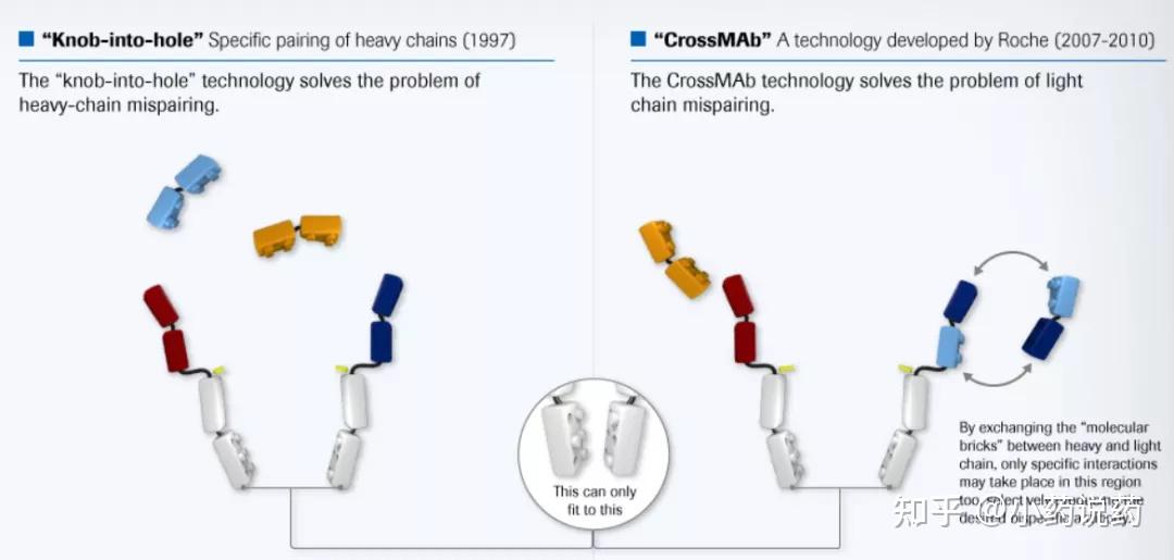 CrossMab的十年 - 知乎