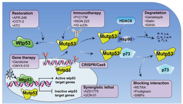 肿瘤中的突变型p53：从分子机制到治疗策略 - 知乎