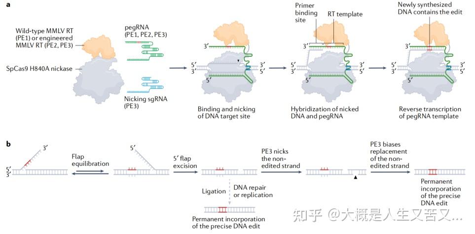 精确和高适用性基因编辑方法 Prime Editor综述介绍（1） - 知乎