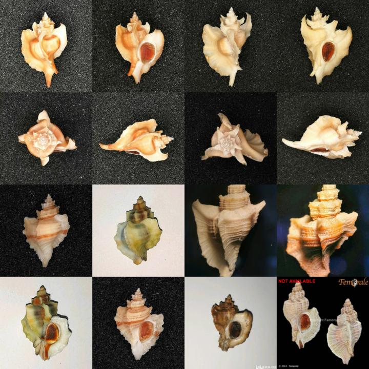 中国海域刍秣螺亚科（Ocenebrinae)的最新分类资料 - 知乎