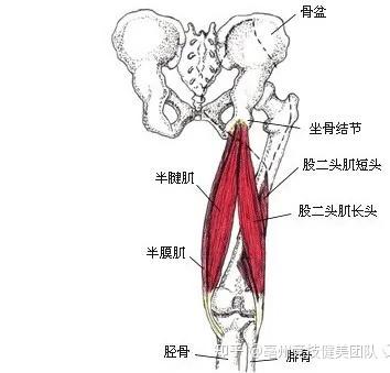 「股二头肌」超详细解读-超级干货讲解 - 知乎