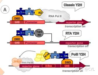 酵母双杂交（Y2H）延伸系统 - 知乎