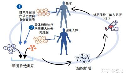 干细胞最全科普（建议收藏） - 知乎