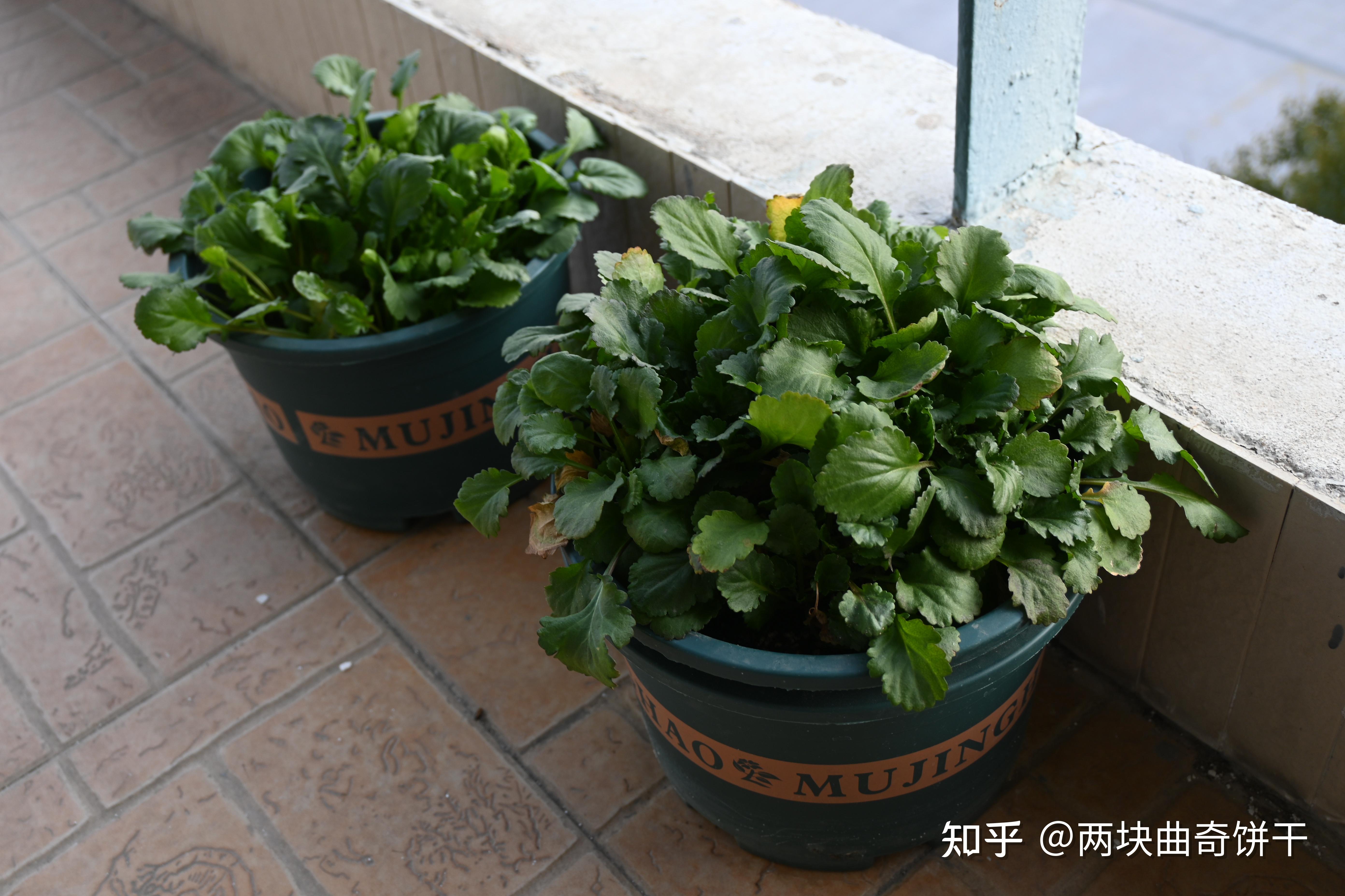 洋甘菊种植记录（已完结） - 知乎