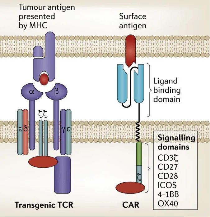 【Nature Biotechnology】TCR T细胞疗法最终战胜了实体瘤 - 知乎