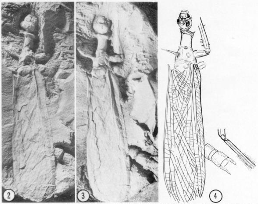 【地球演义】六足传奇7：蝗食蜩饮 - 知乎