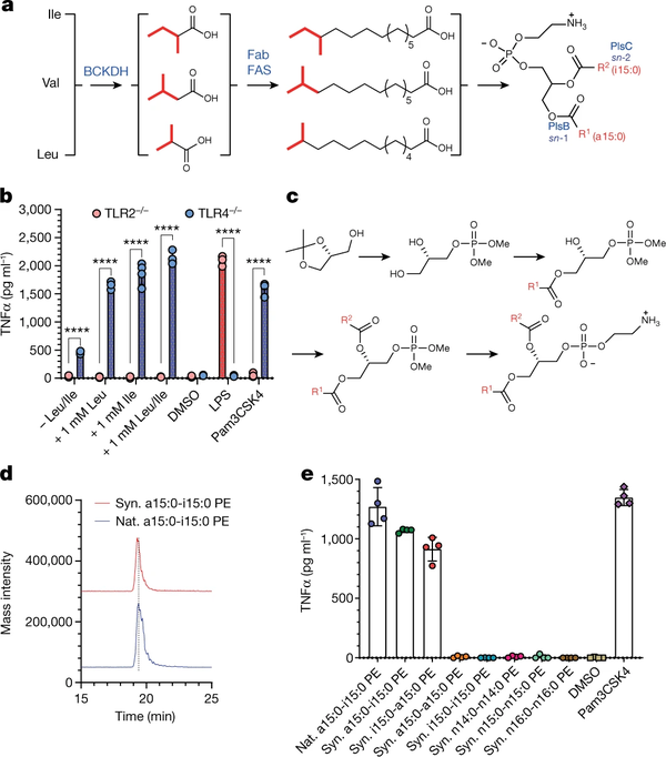 Nature | 肠道Akk菌诱导人体稳态免疫反应 - 知乎