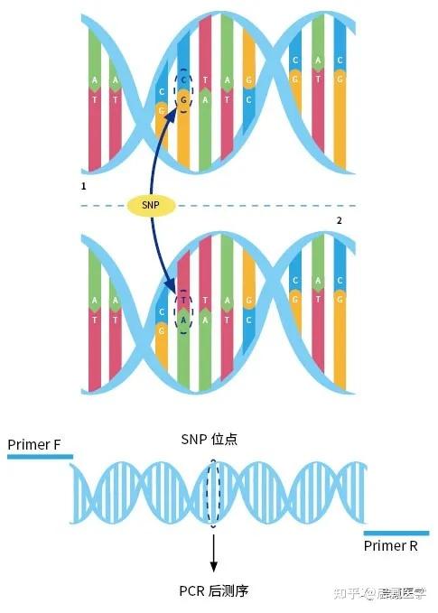 科普 | 什么是单核苷酸多态性（SNP） - 知乎