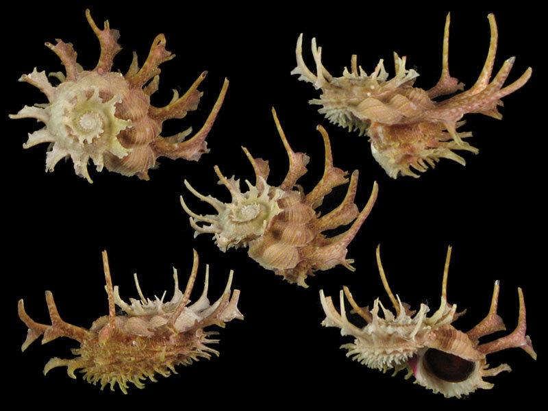 有哪些好看的软体动物？ - 知乎