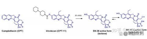 偶联药物ADC&RDC究竟有什么魔力？ - 知乎
