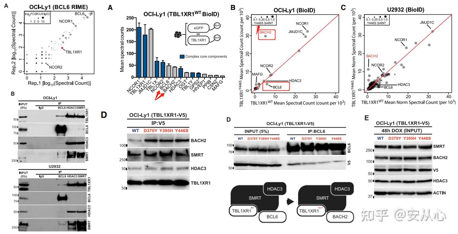 TBL1XR1突变通过诱导促肿瘤程序驱动结外淋巴瘤 - 知乎