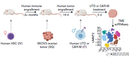 CAR-iMAC：赛元生物与齐鲁达成全球战略合作，共同开发“现成”使用的 CAR-iMAC 细胞疗法 - 知乎