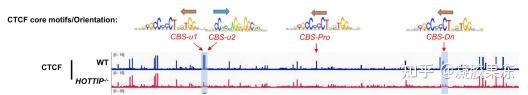 文献阅读随记：Mol Cell-2022-lncRNA+R-loop+CTCF+AML - 知乎