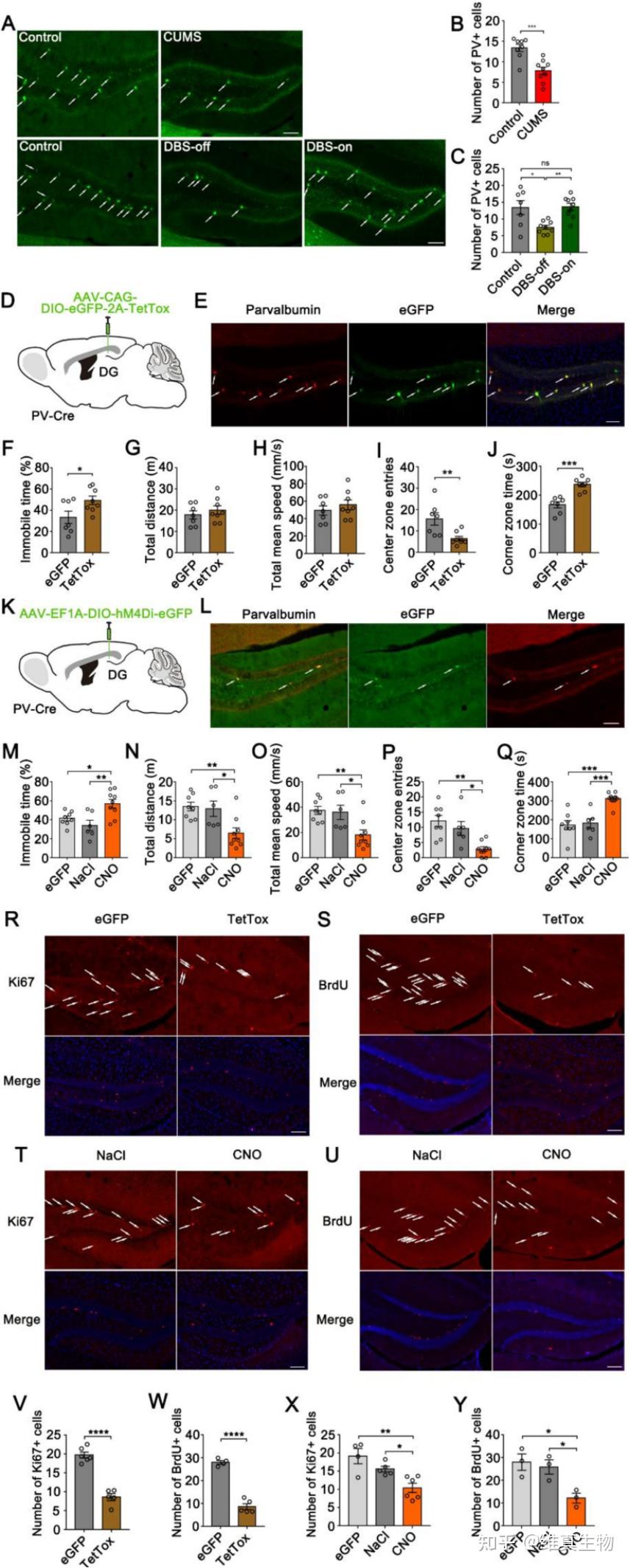 摆脱抑郁，拥抱阳光！NAc-DBS疗法为抑郁症治疗提供新思路！ - 知乎