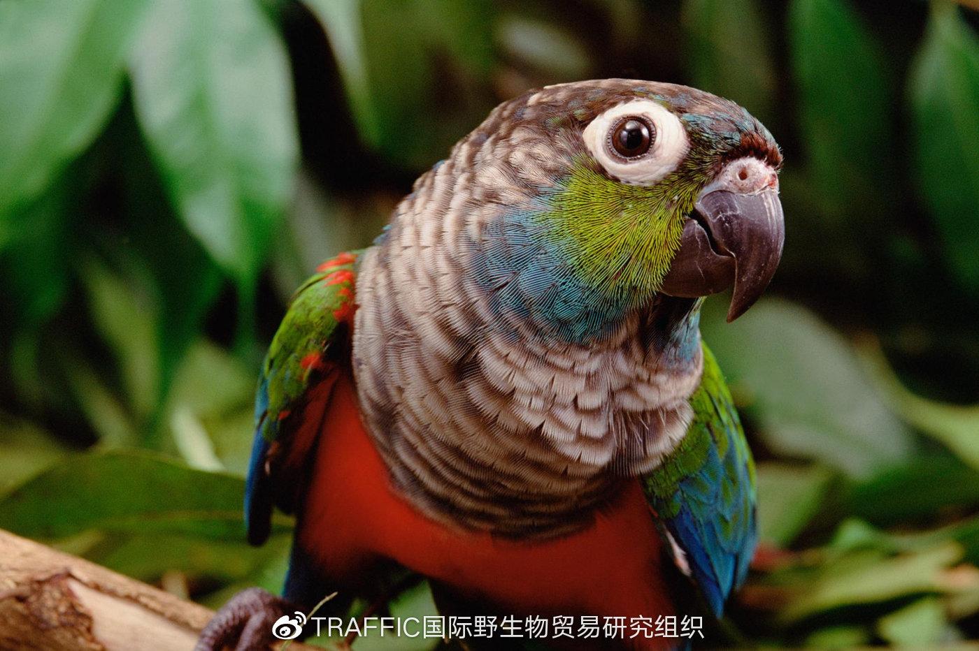 亚马逊大火对当地野生动物意味着什么 - 知乎