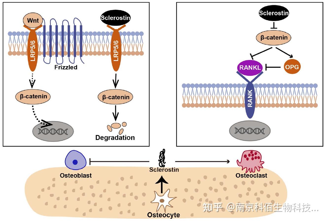 SOST细胞筛选模型 - 知乎
