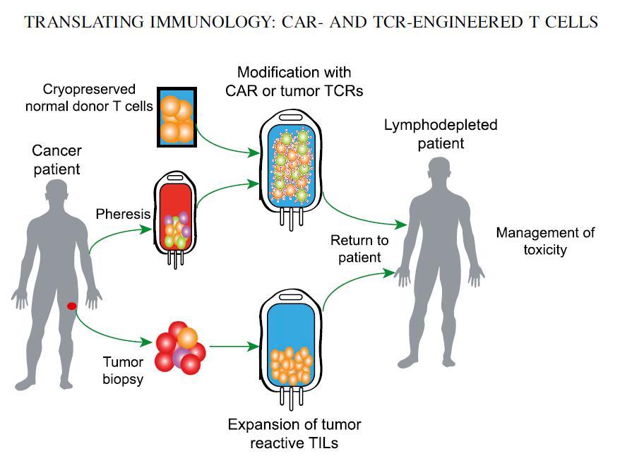 两种免疫疗法相比，TCR-T 和 CAR-T 各有什么优势？ - 知乎