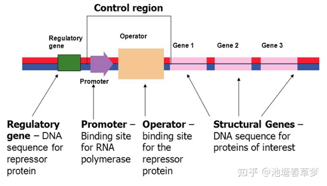 深入浅出原核基因表达调控（乳糖操纵子、色氨酸操纵子） - 知乎
