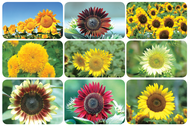 乌克兰的国花——向日葵，你不知道的另一面 - 知乎