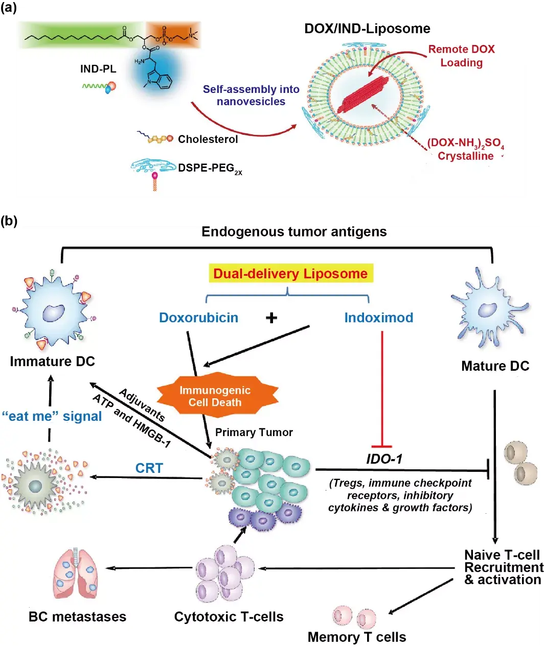 纳米药物递送系统：用于肿瘤化学免疫联合治疗的研究进展 - 知乎