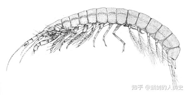【动物界全系列】软甲纲—真软甲亚纲 - 知乎