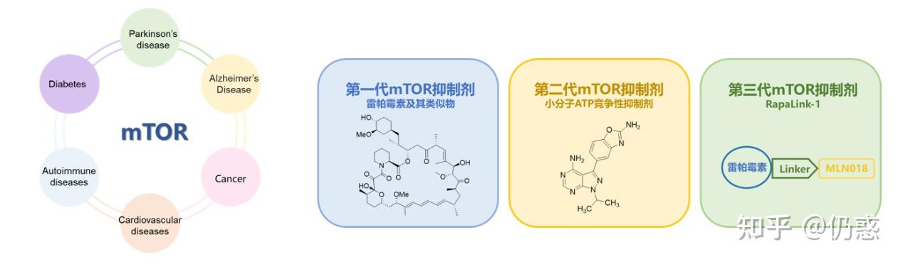 mTOR抑制剂的研究进展 - 知乎