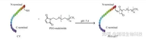 DOPC-PEG-cRGDfk/NGR/RGDC/RGDS/iRGD/KLVF/环肽/穿膜肽 磷脂-聚乙二醇-多肽 - 知乎