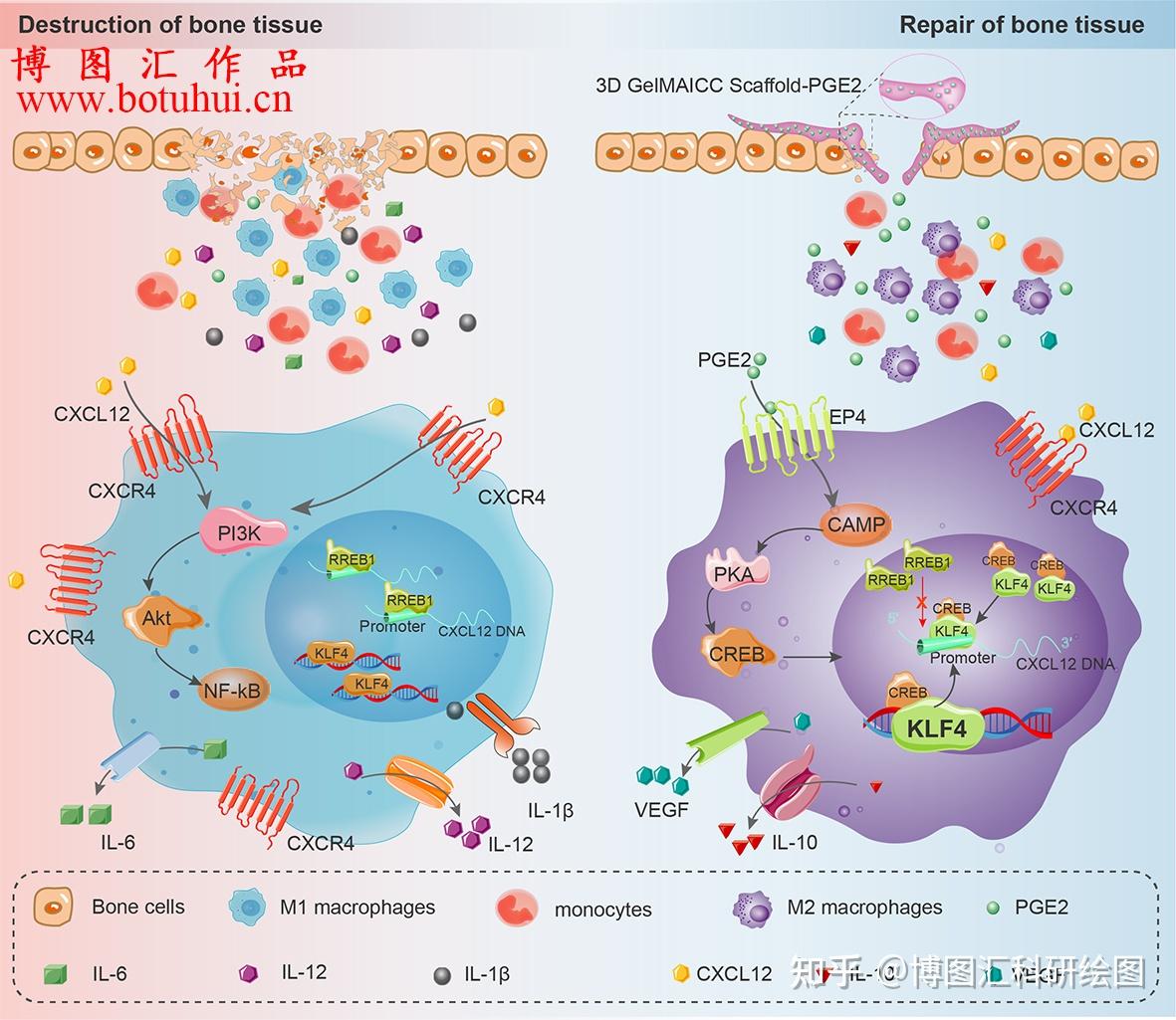 科研美图SCI插图封面图摘要图图文摘要TOC图 - 知乎