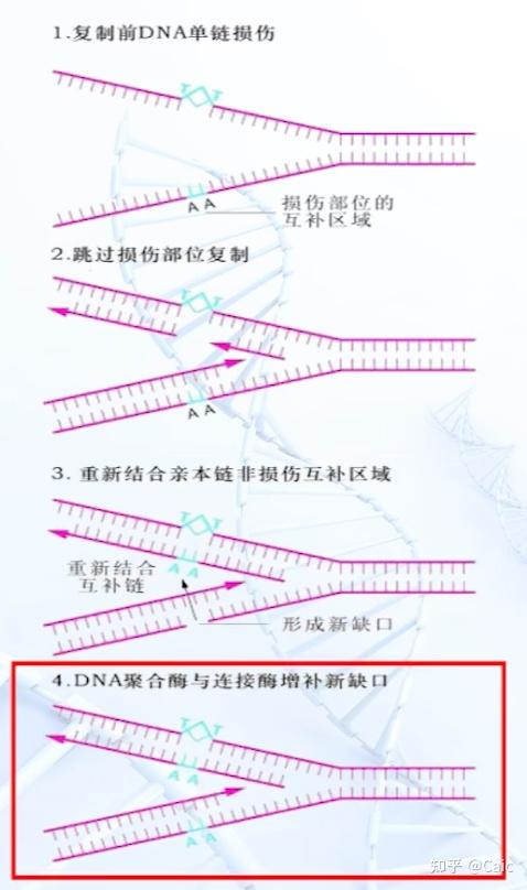 遗传学_5 基因突变的概念与意义 - 知乎