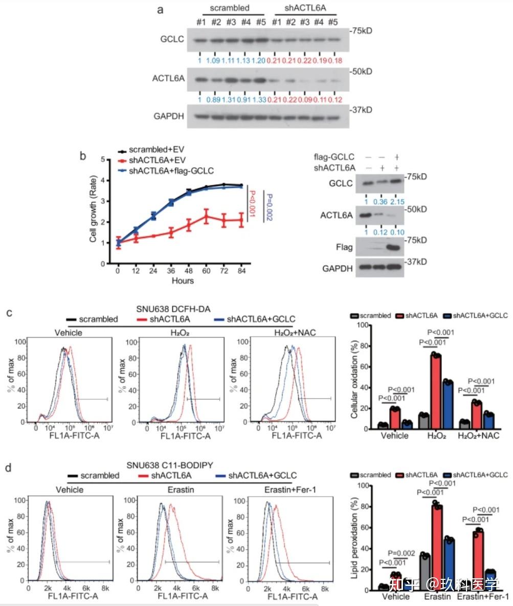FI 16+铁死亡研究深度解读 | ACTL6A或是胃癌治疗新靶点 - 知乎