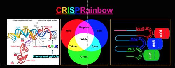 Nature Methods丨马涵慧组等开发出高灵敏CRISPR-Sirius染色体活细胞成像方法 - 知乎