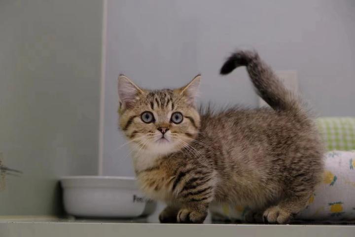 手把手教你纠正小猫咪乱拉乱尿 知乎